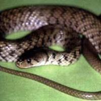 Snakes in Sri lanka : The Checkered Keelback (Xenochrophis Piscator)