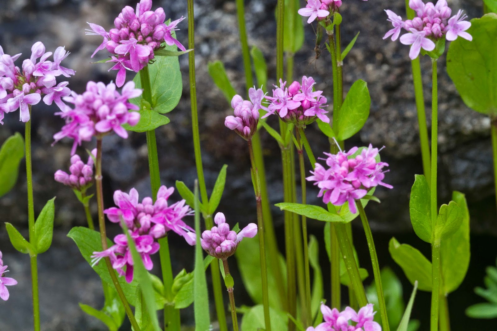 NWflora: Sea Blush, Plectritis congesta