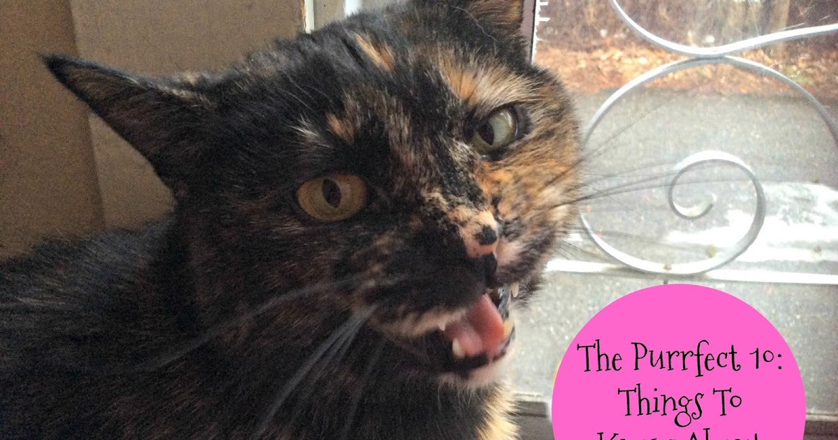Melissa's Mochas, Mysteries and Meows: The Purrfect 10: Things To Know About Cat Teeth