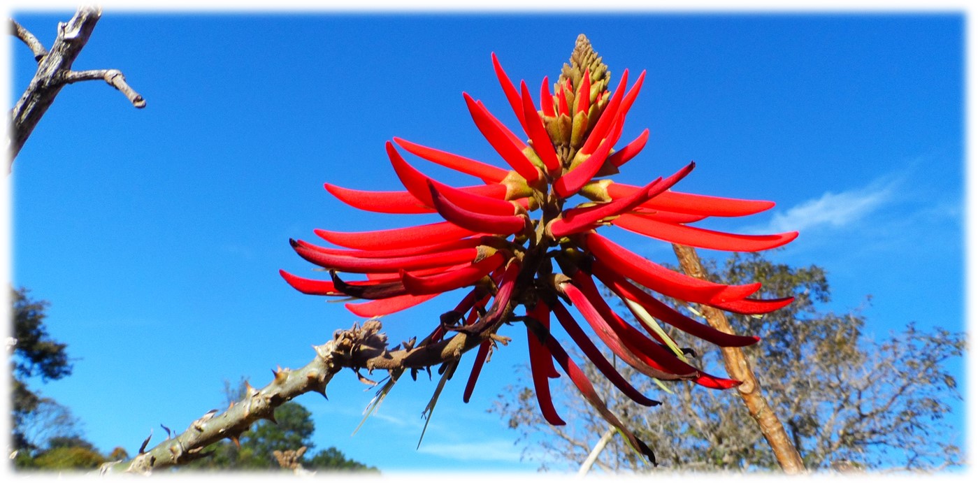 Mulungu (Erythrina speciosa Andrews) | A planta da vez