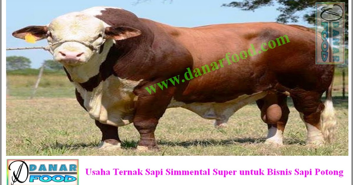 Sapi Simmental - Tahu Bakso Danar Food
