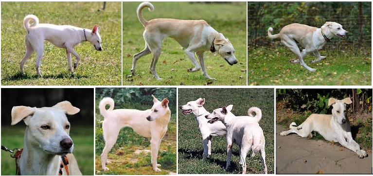 My Life as Nazdar: How to Understand the Cretan Hound