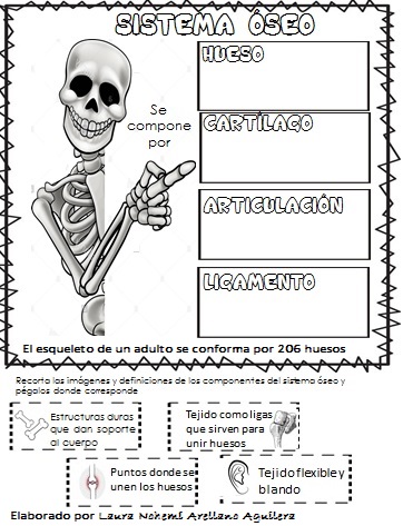TODO PARA TU CLASE DE CIENCIAS PRIMARIA: SISTEMA ÓSEO