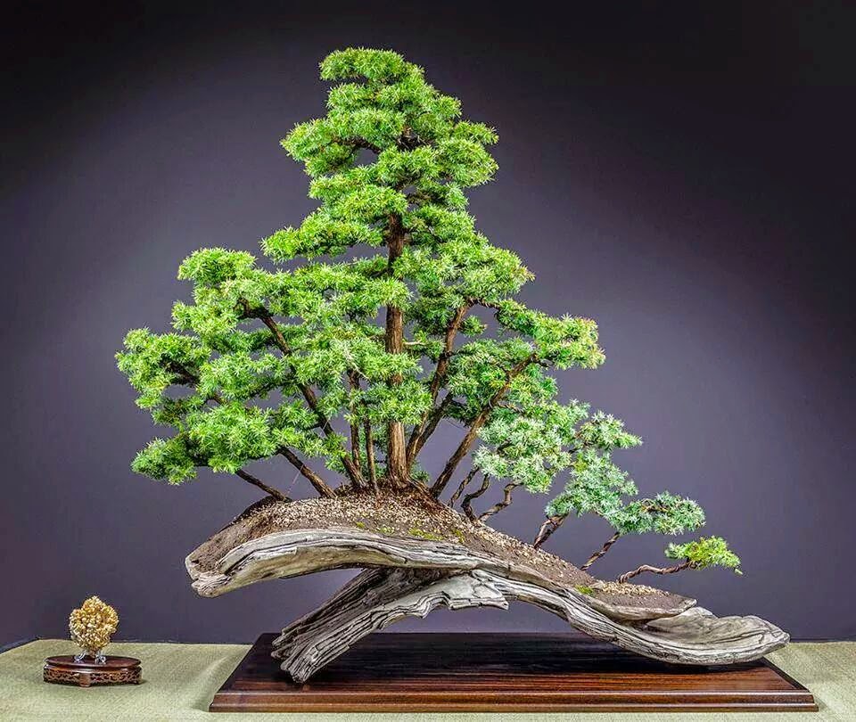 Exposiciones Bonsái: Recopilación de Bonsáis estilo Bosque (1)