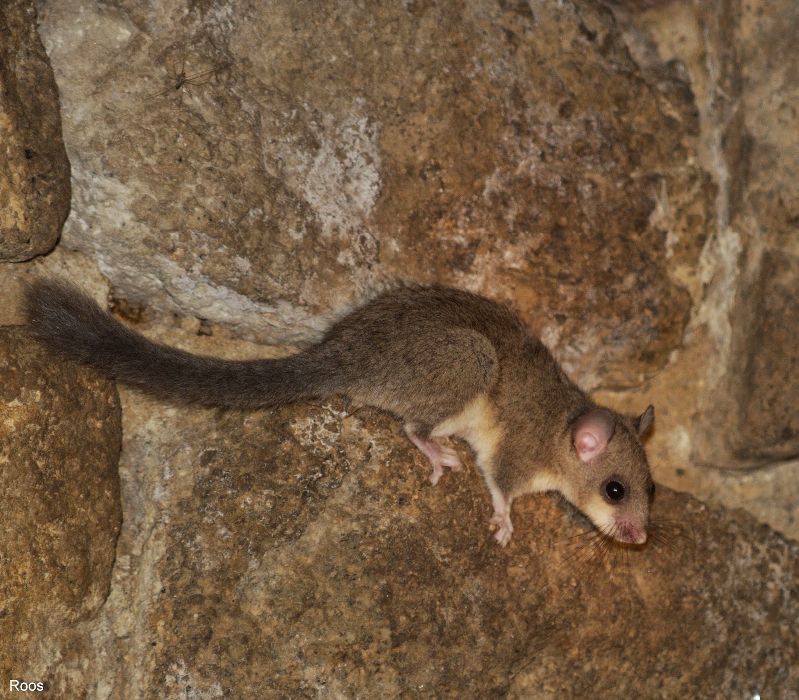 Natuur, cultuur en alles wat boeit ...: Frankrijk, Rygasse. De Relmuis ...