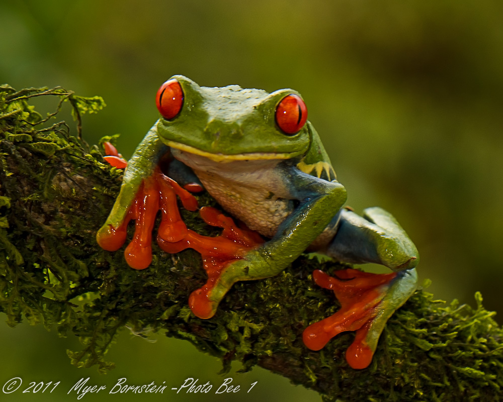 The Red-eye Tree Frog provided most of the entertainment for the ...