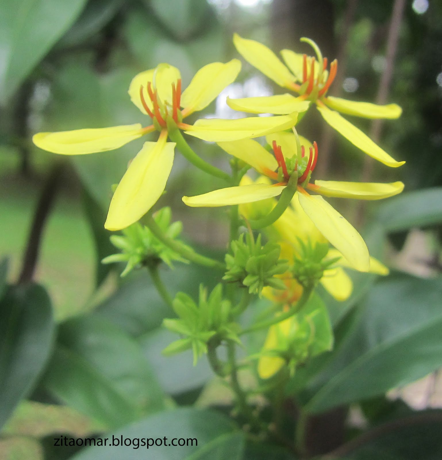 ...SeKaDaR CoReTaN....: BUNGA-BUNGA CINTA....