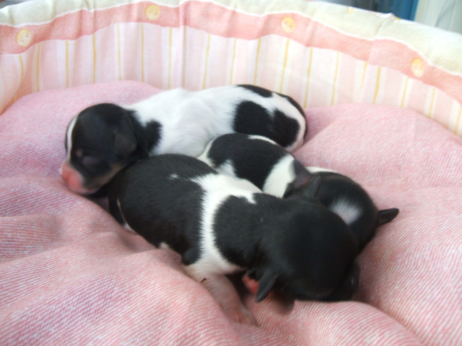 Imagenes De Perros Recien Nacidos