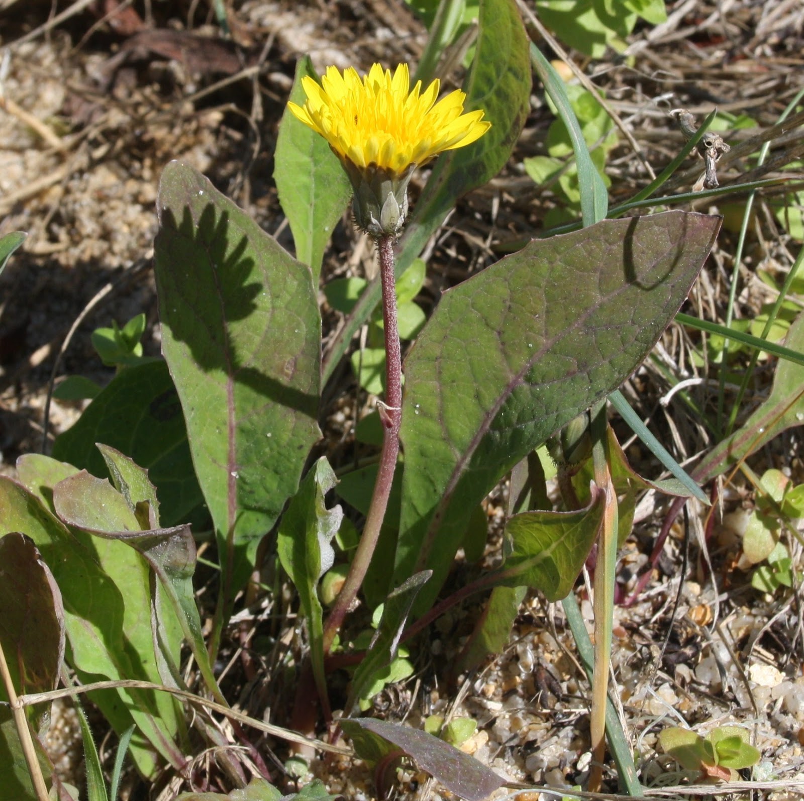 Plantas: Beleza e Diversidade: Condrilha-das-cebolinhas (Aetheorhiza ...