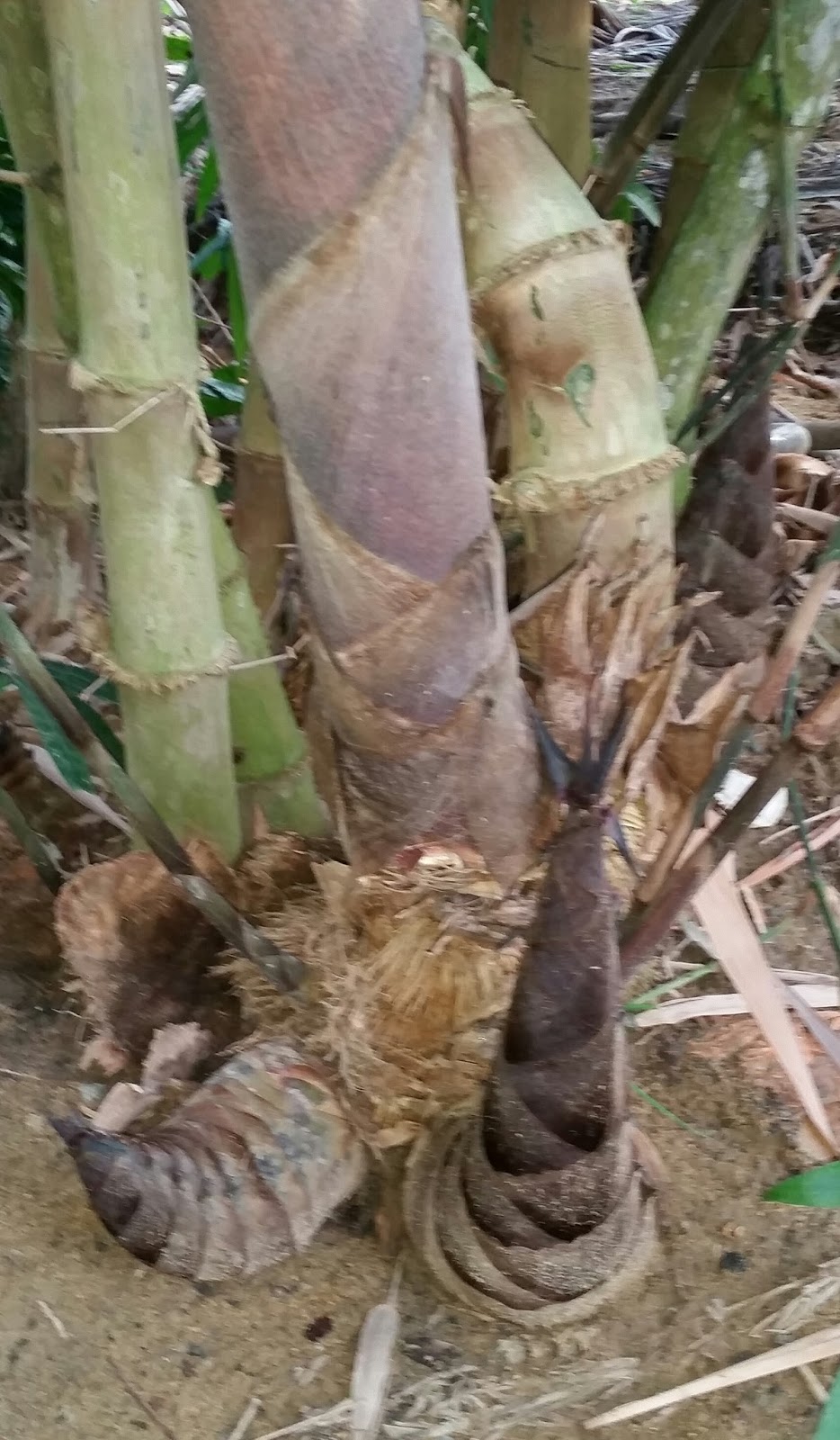 Warisan Petani: Pokok Buluh 2 : Buluh Batu