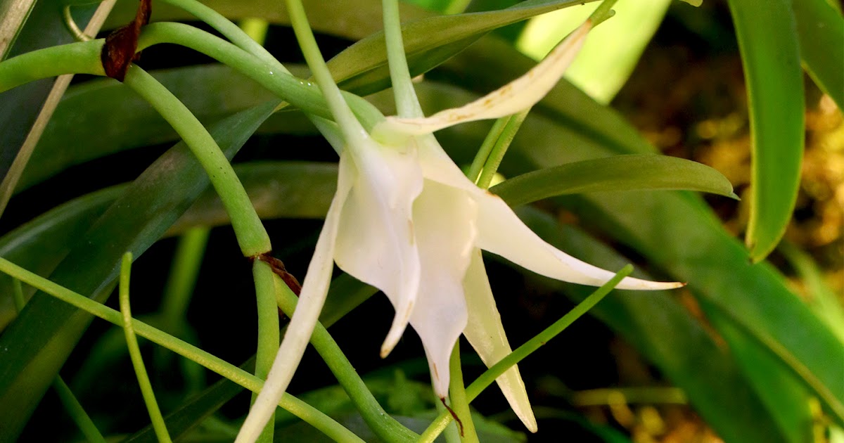 Angraecums...: Mutant Angraecum Crestwood 'Tomorrow Star'