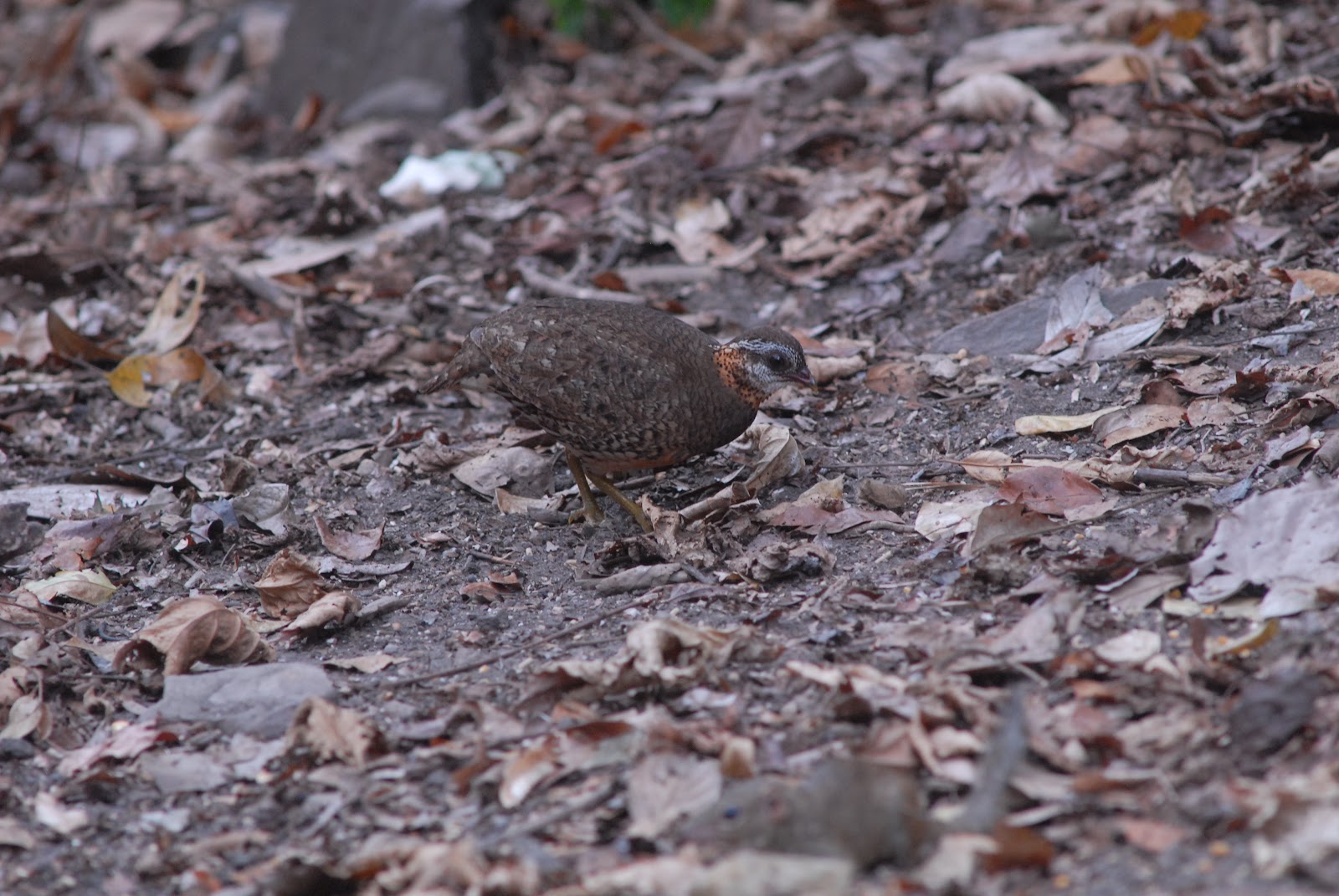 Mary Birds: Thailand 3 - Nick Upton - Kaeng Krachen area - Water Drip ...