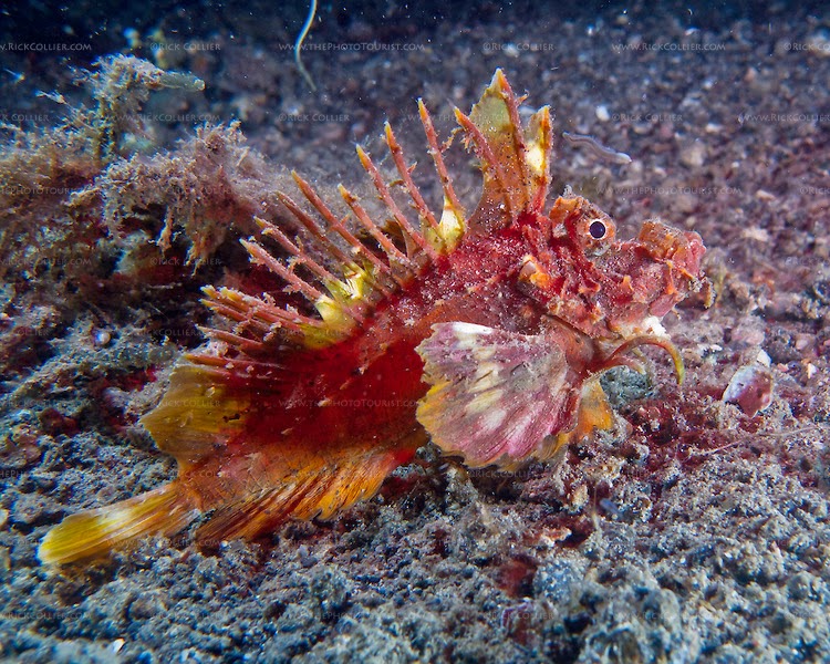 seeing INDONESIAN the Miracle of North Archipelago_EXplore TRAvel Guide ...