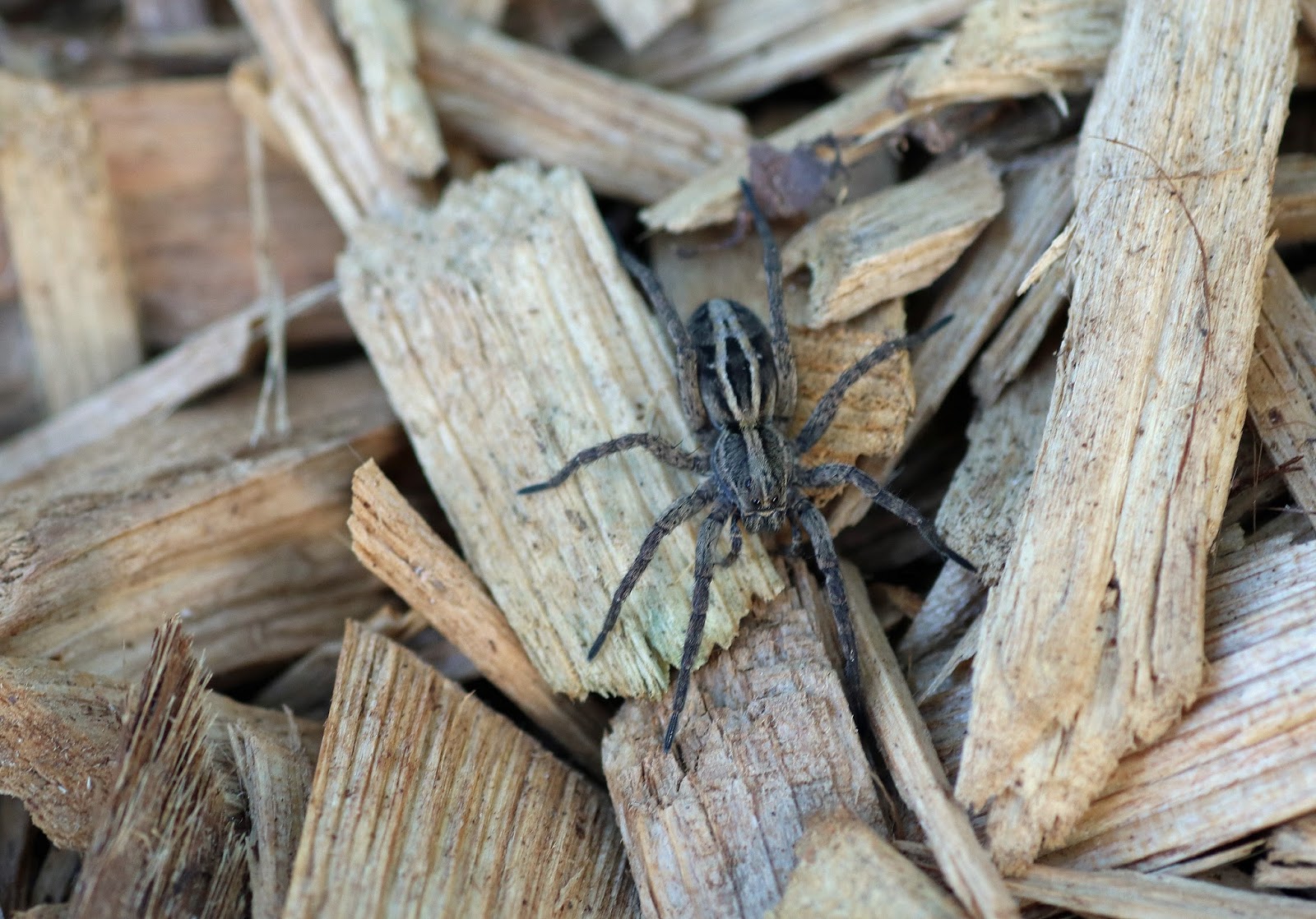 MObugs: Lance Wolf Spider