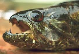 Traíra. ~ Léo documentários.