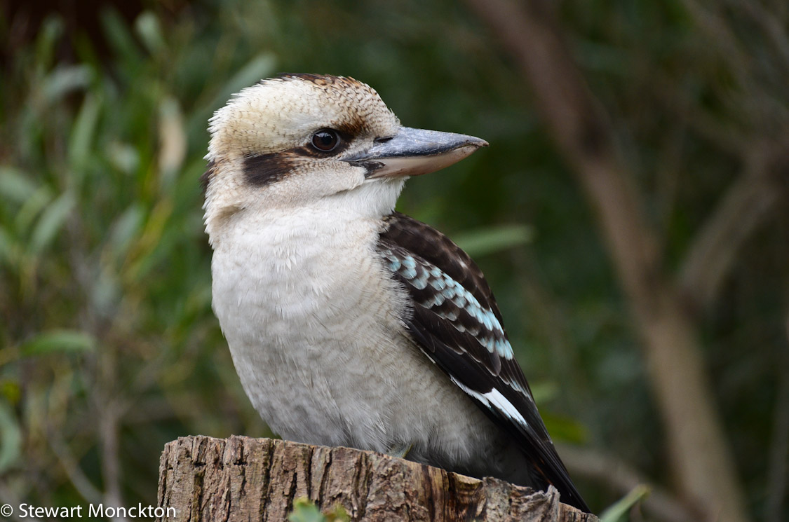Paying Ready Attention - Photo Gallery: Wild Bird Wednesday 52 ...