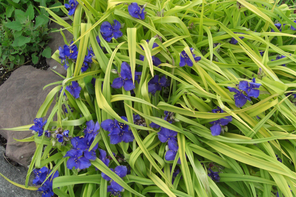 Picture of the Week: Spiderwort