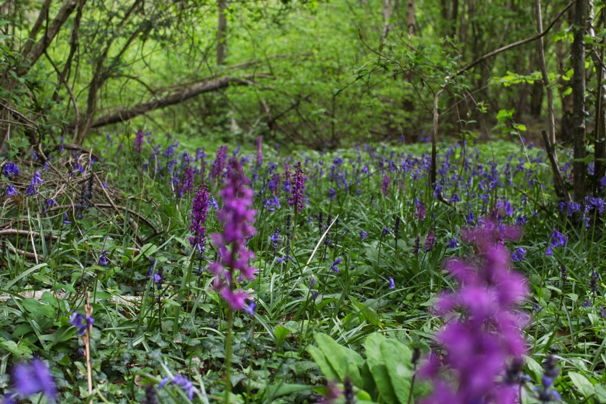 spring in the woods | Journal