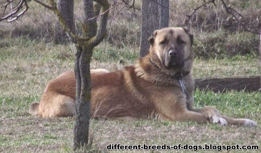 What are the different breeds of dogs?: Afghan Shepherd
