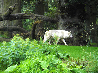 Professor P.Brain's blog: She Wolf