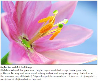 Elisya Maranti Notes: Bunga