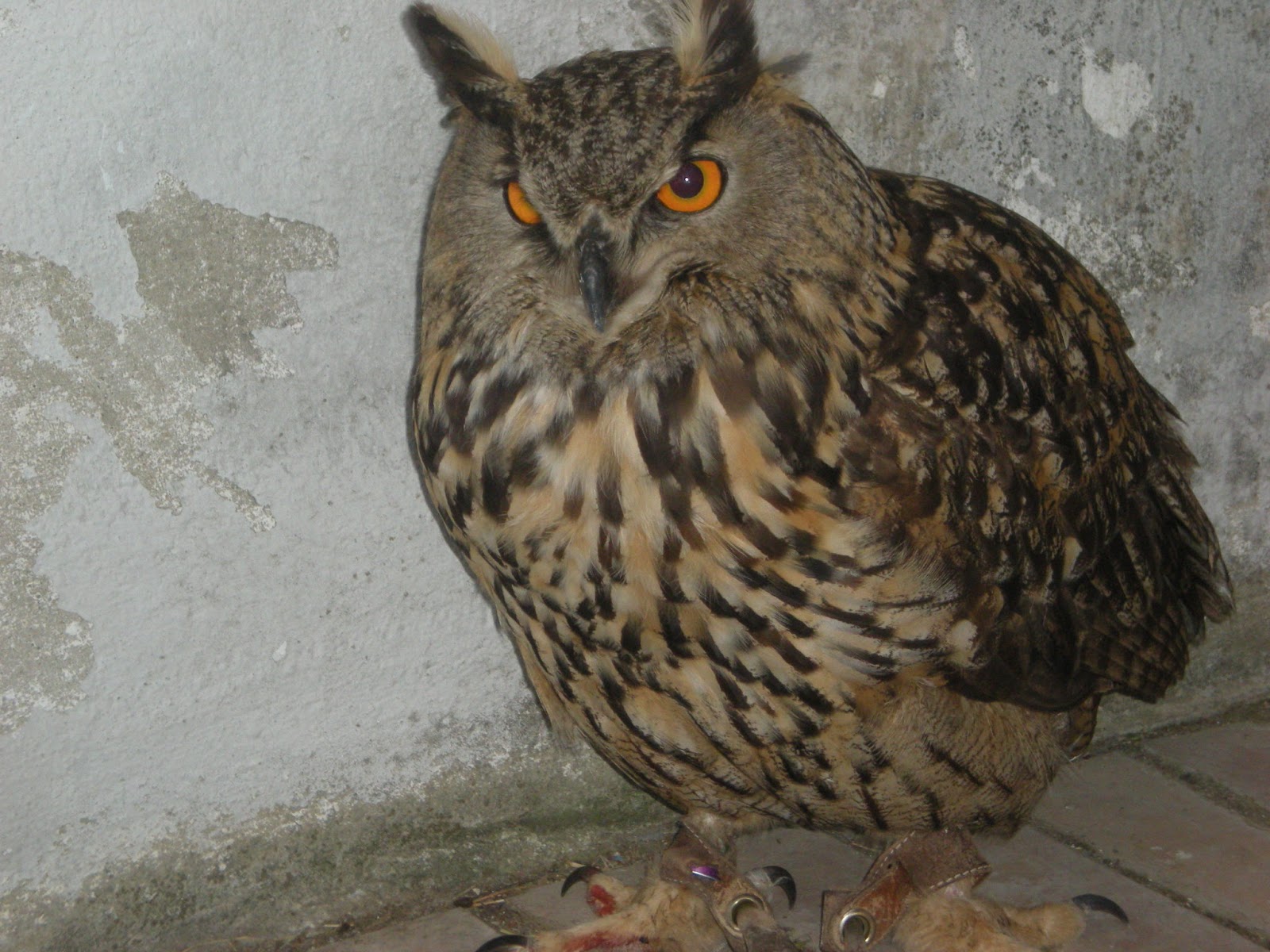 Extremadura naturalmente: las strigiformes