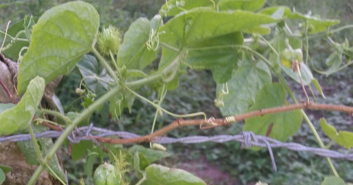 Warisan Petani: Pokok Letup-letup.