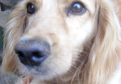 Adote, Não Compre!: ADOTADA EM 25/10/2015!!! LINDA COCKER