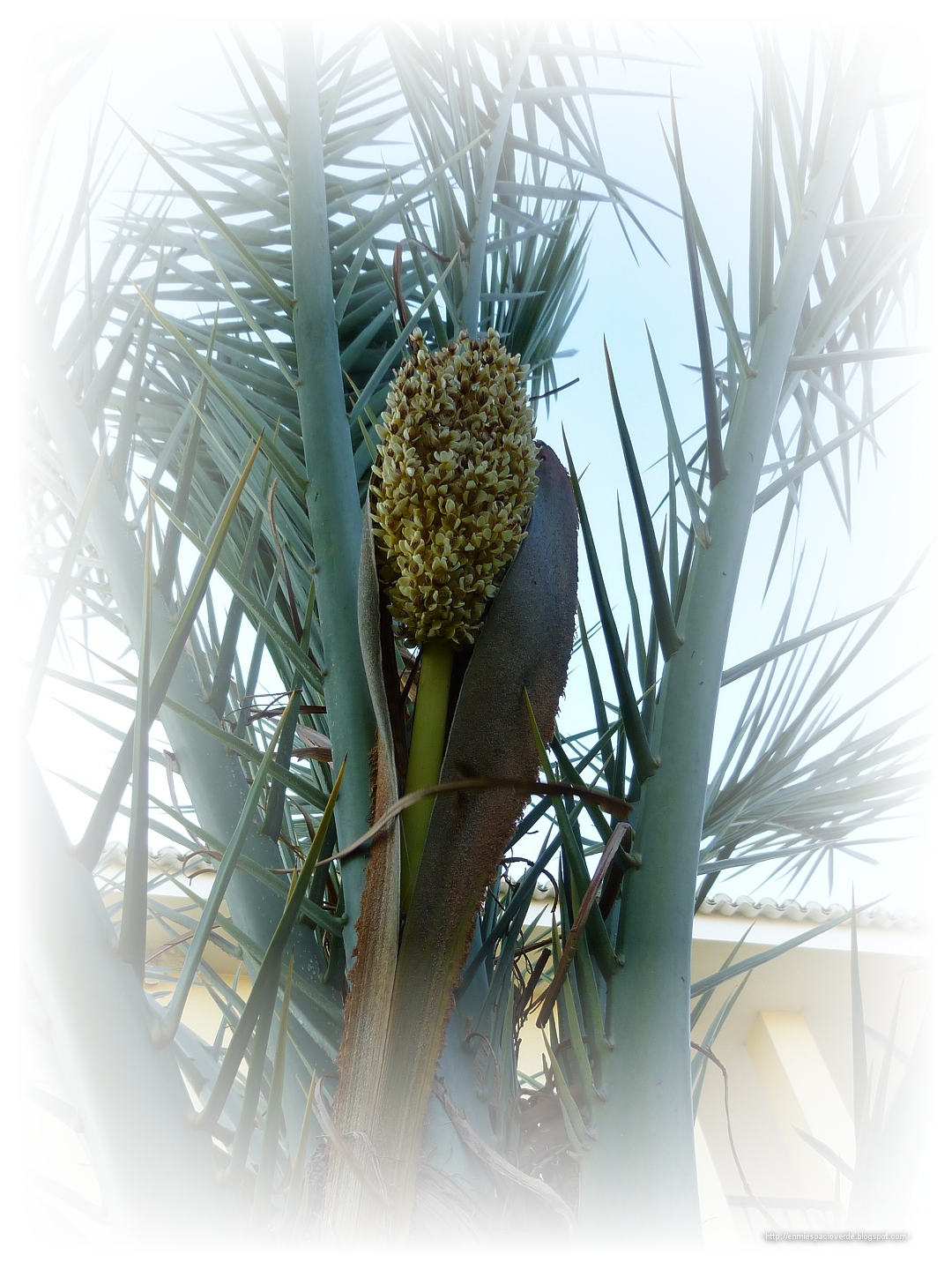 Mi espacio verde: Flor de Palmera