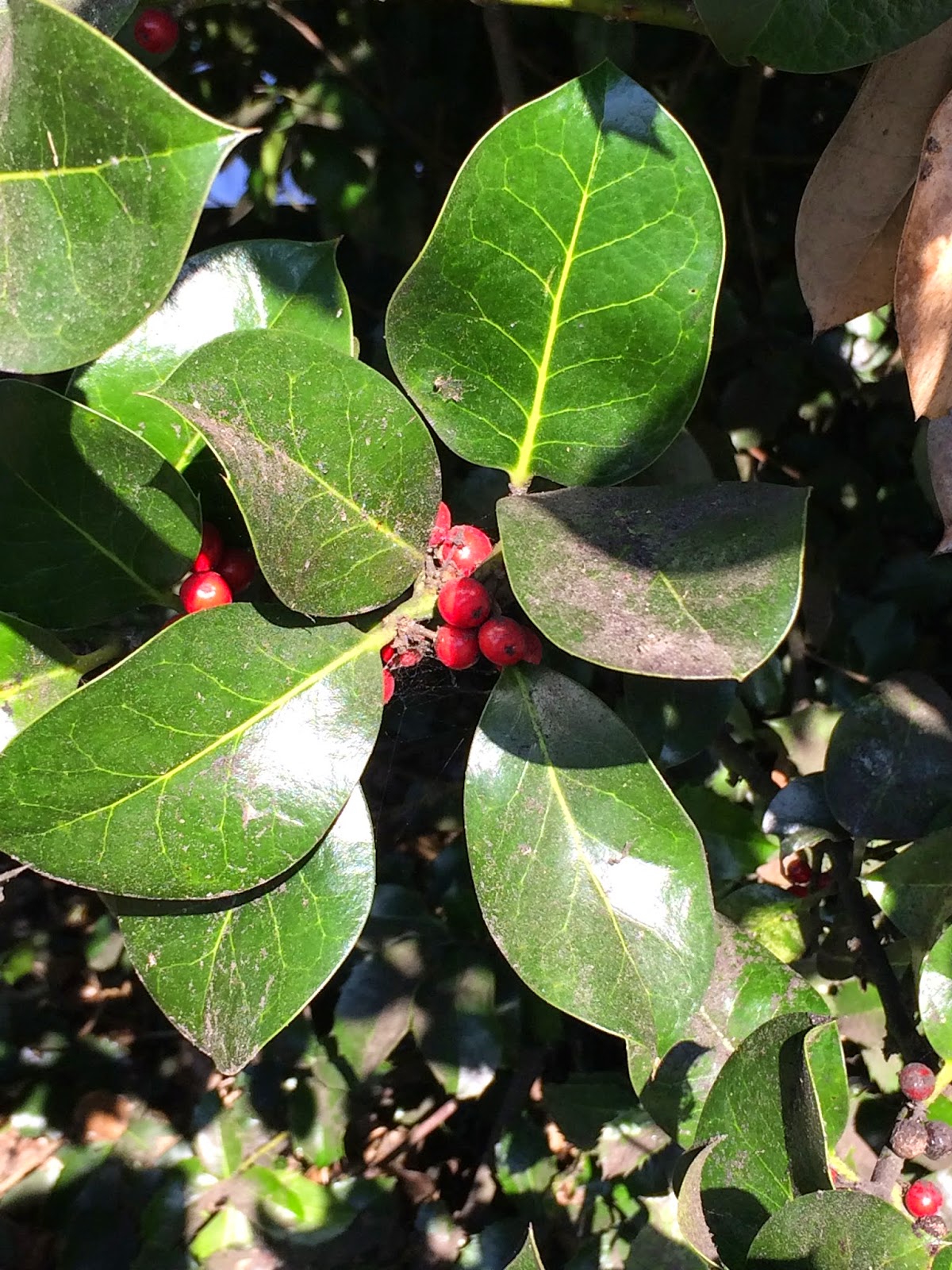 Trees of Santa Cruz County: Ilex X altaclerensis 'WIlsonii'- Wilson Holly
