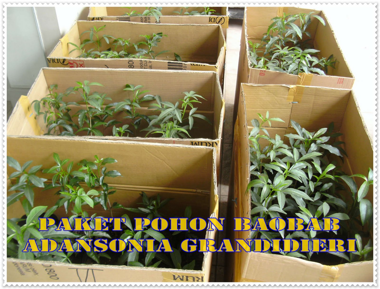 manis happy: TERNYATA POHON BAOBAB AFRICAN / ASEM BUTO TERDAPAT ...