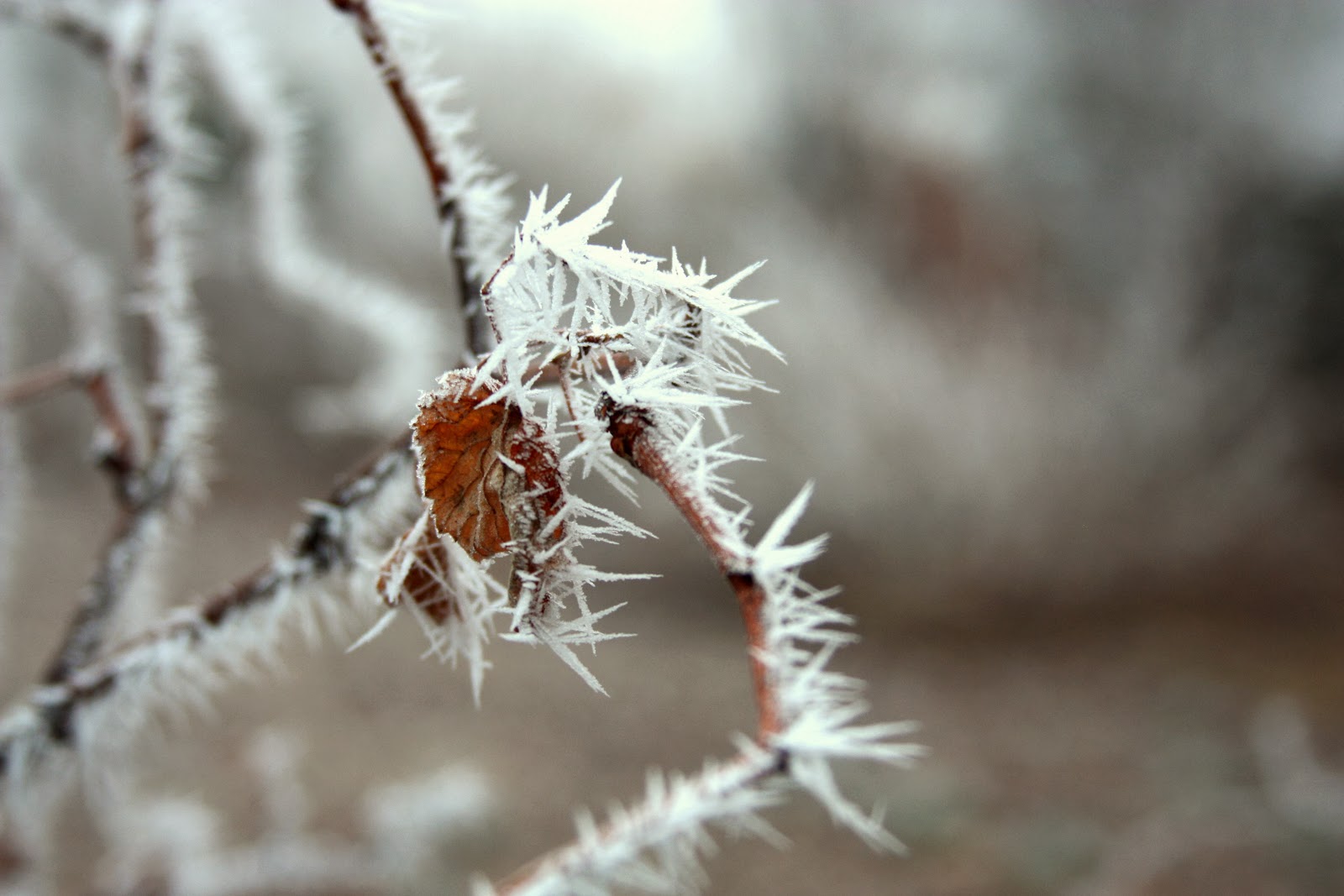 Hoar Frost this week