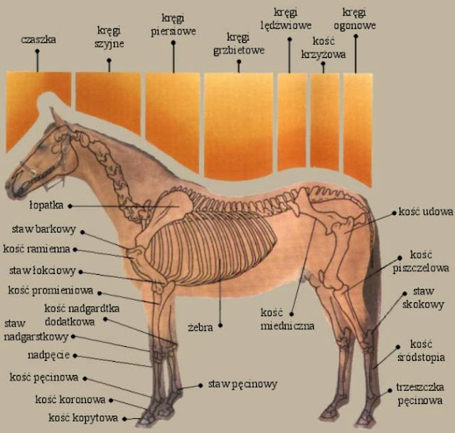 Konie na Ziemi i nie tylko : Budowa konia