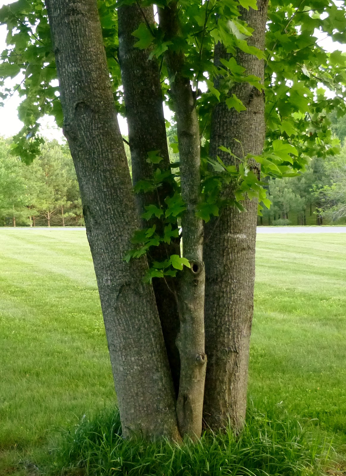 Our Front Yard Tulip Tree