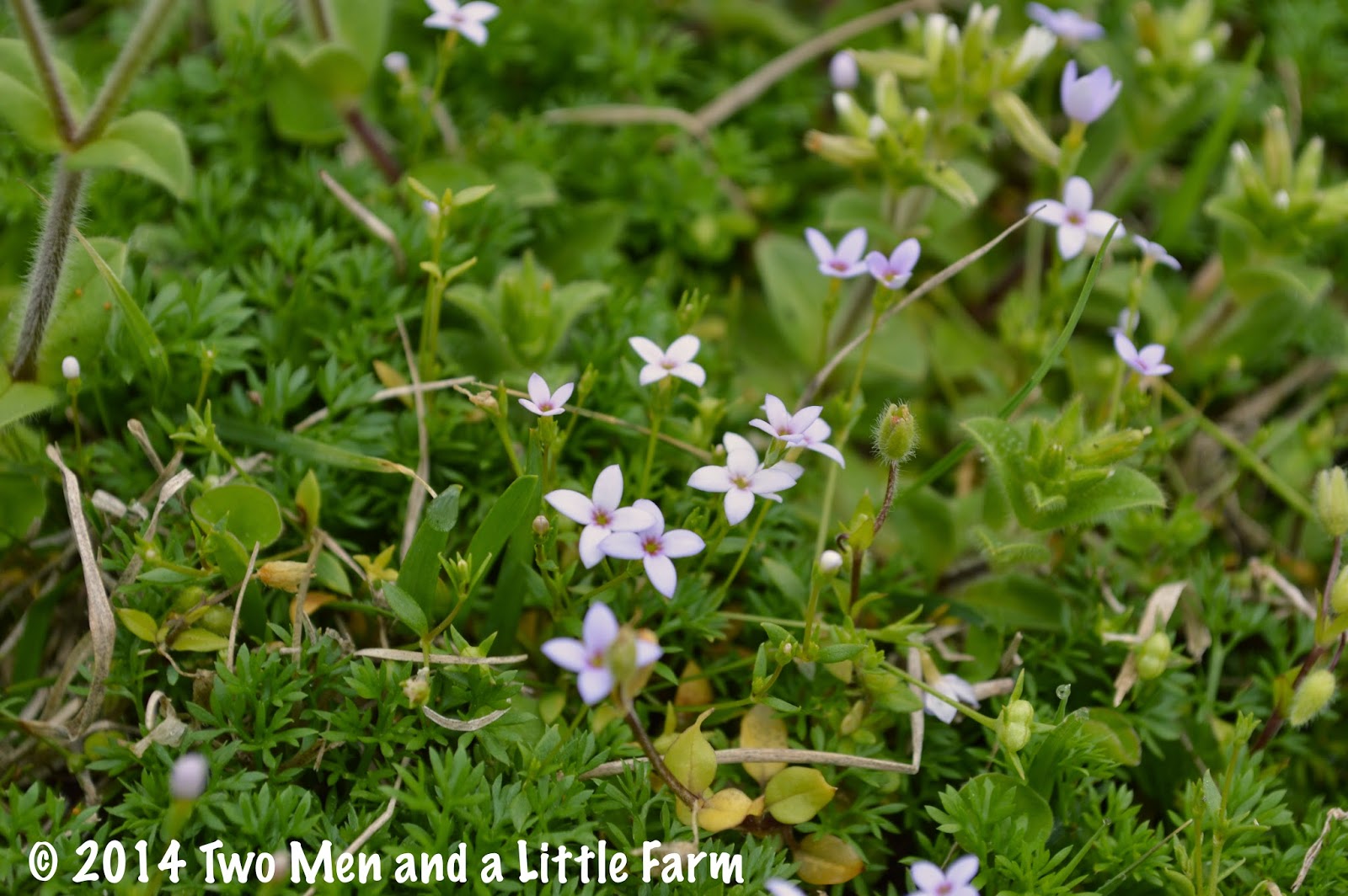 Two Men and a Little Farm: TINY YARD FLOWERS CALLED BLUETS