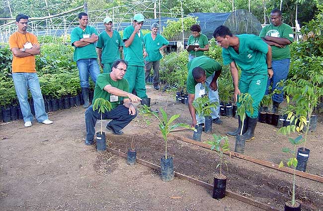 Reflorestamento: Exemplos de reflorestamento no Brasil