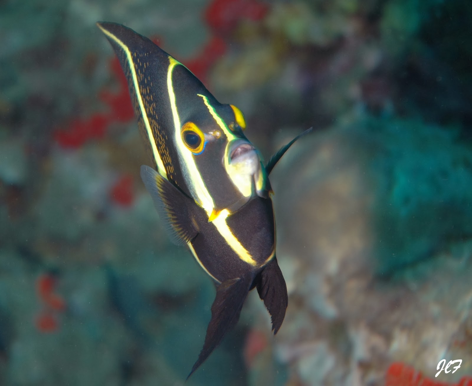 Papilles des Antilles: La Guadeloupe, une île aux milles et une saveurs