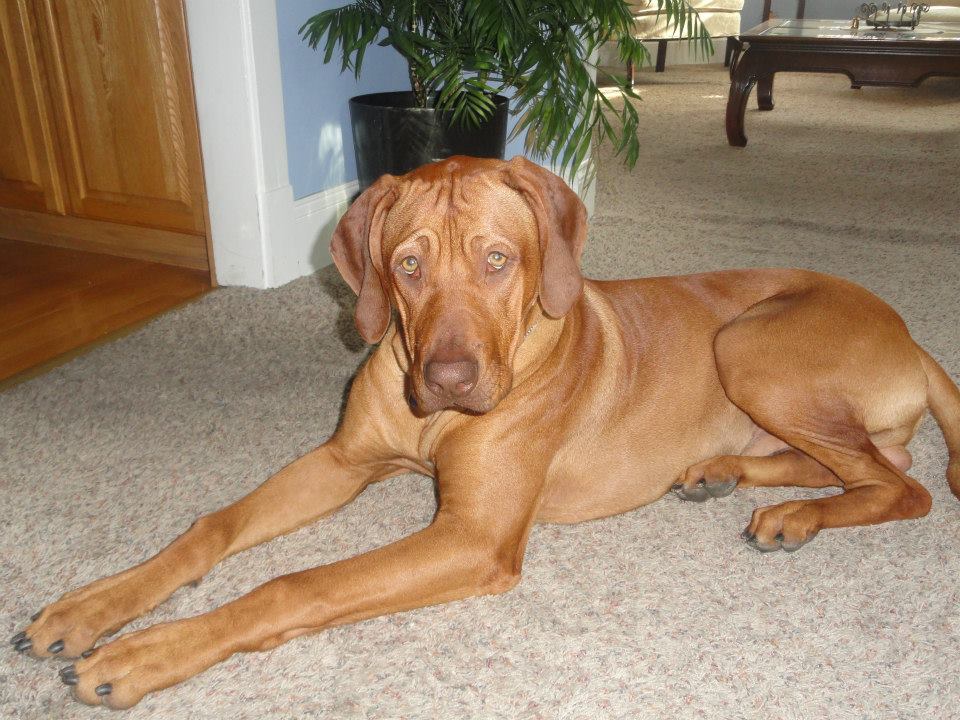 MR Ridgebacks: Our Ridgeback Family