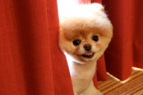 Boby cão: Boo, o cachorro mais fofo do mundo.
