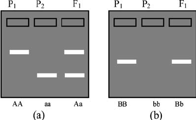 Molecular markers - Codominant and Dominant markers