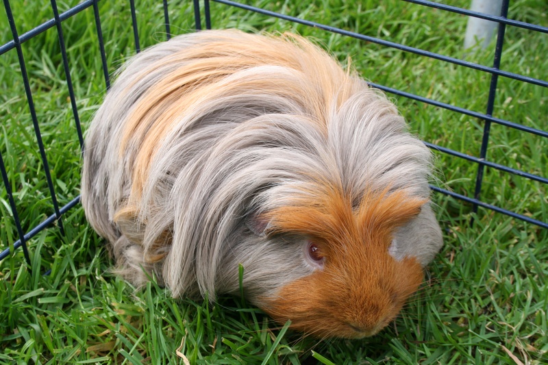 My Pet: Tikus Belanda....