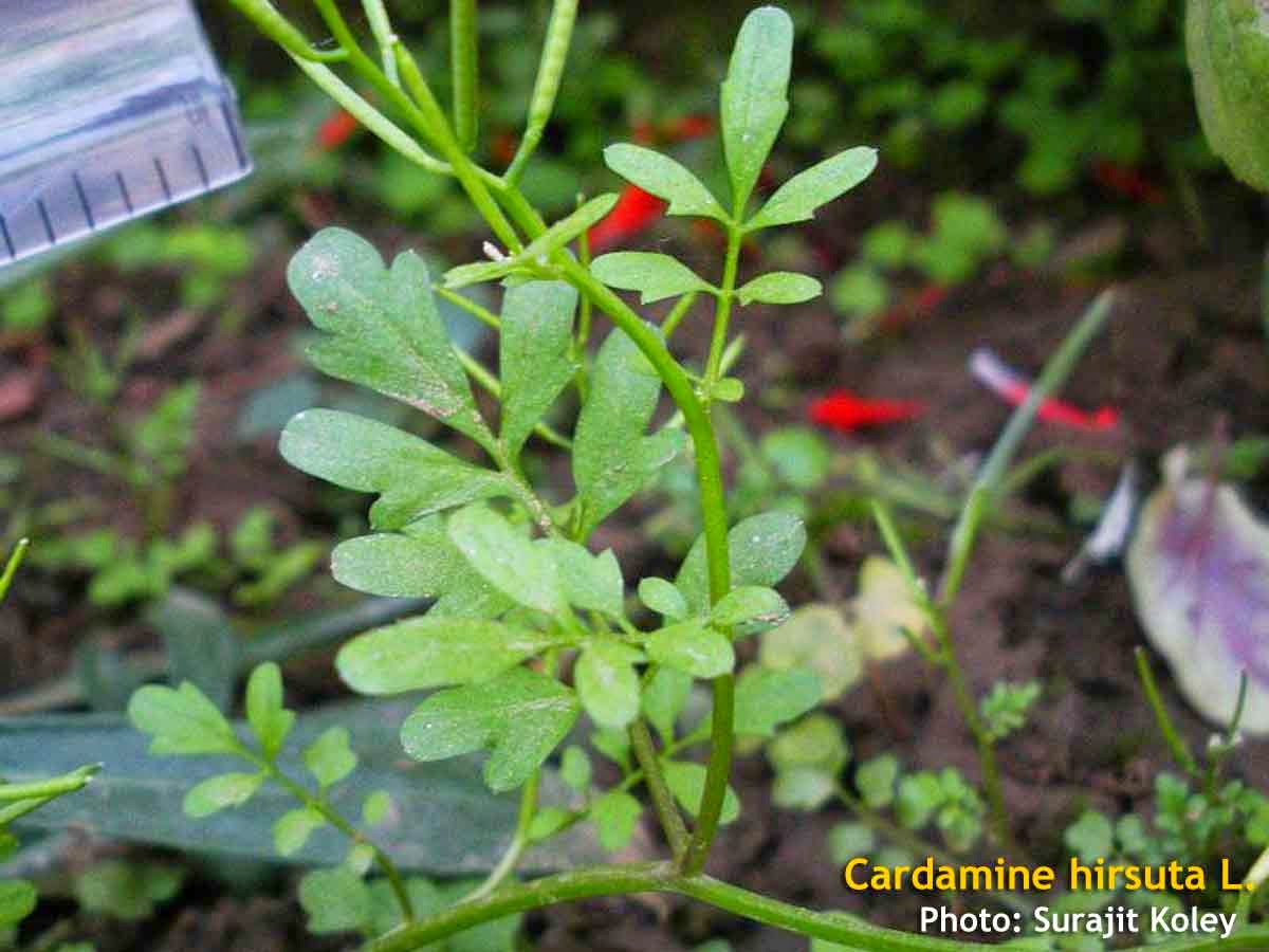 Medicinal Plants: Cardamine hirsuta, Hairy Bitter Cress, ミチタネツケバナ