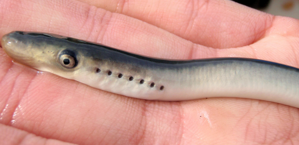 Animalia: 29. La lamprea