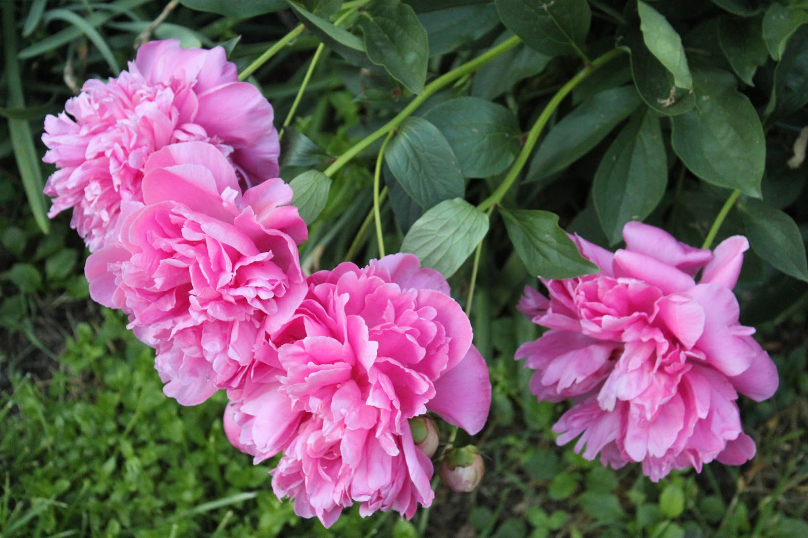 Pat's Addition: Peony Patch Glory