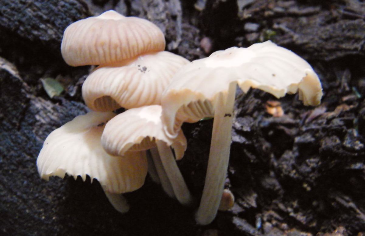 Blog do Ramon Lamar: Cogumelos e outros basidiomicetos