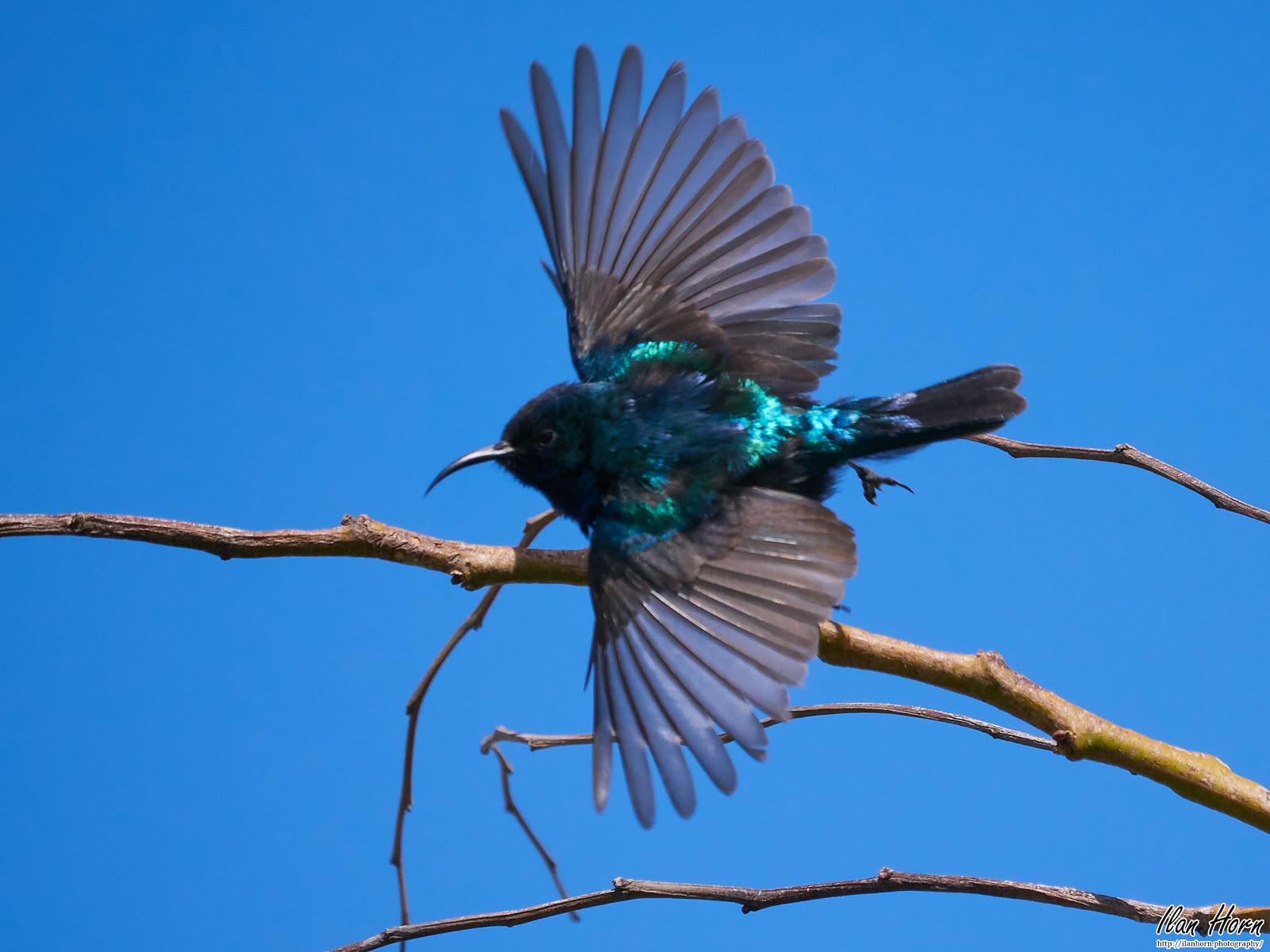 Palestine Sunbird in Flight
