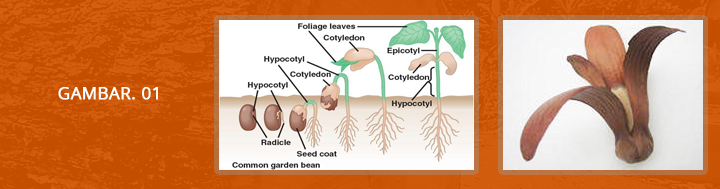 Gubuk Tani : Pertumbuhan dan Perkembangan Pohon Meranti