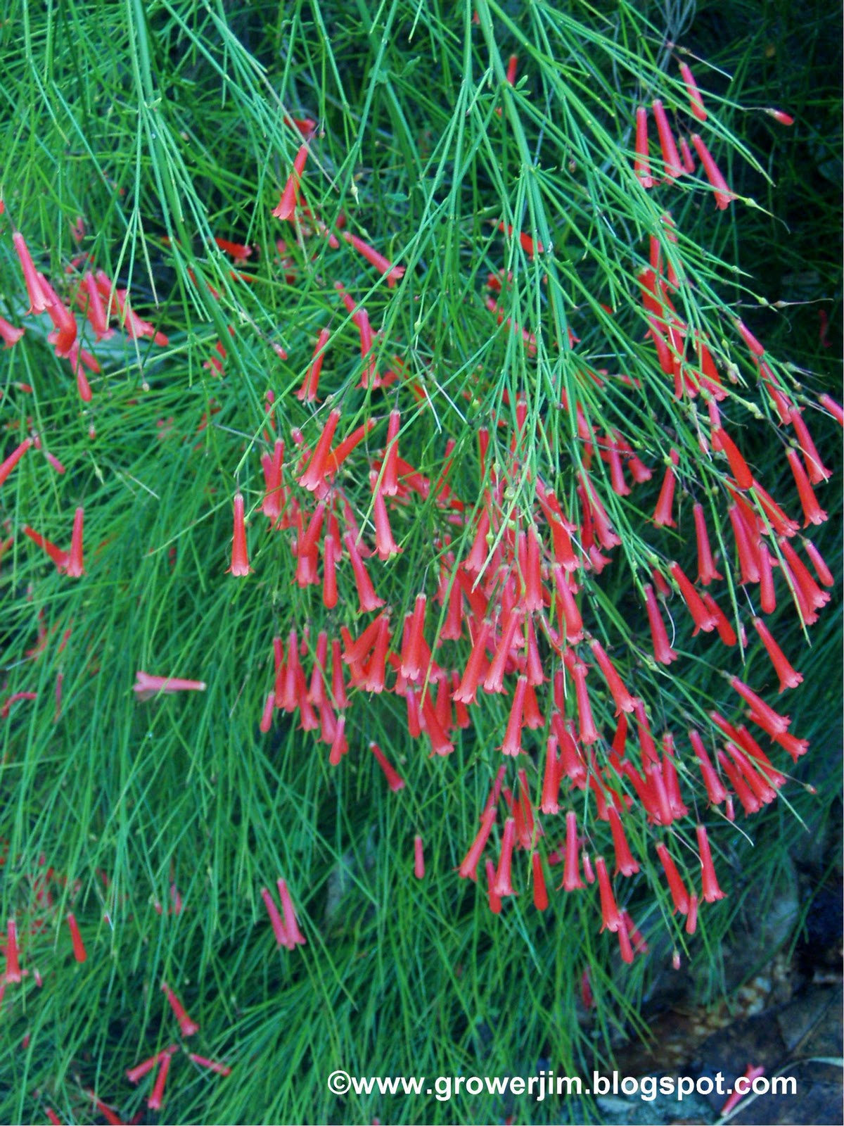 Garden Adventures: Russelia equisetiformis