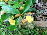 Cooktown Botanic Gardens