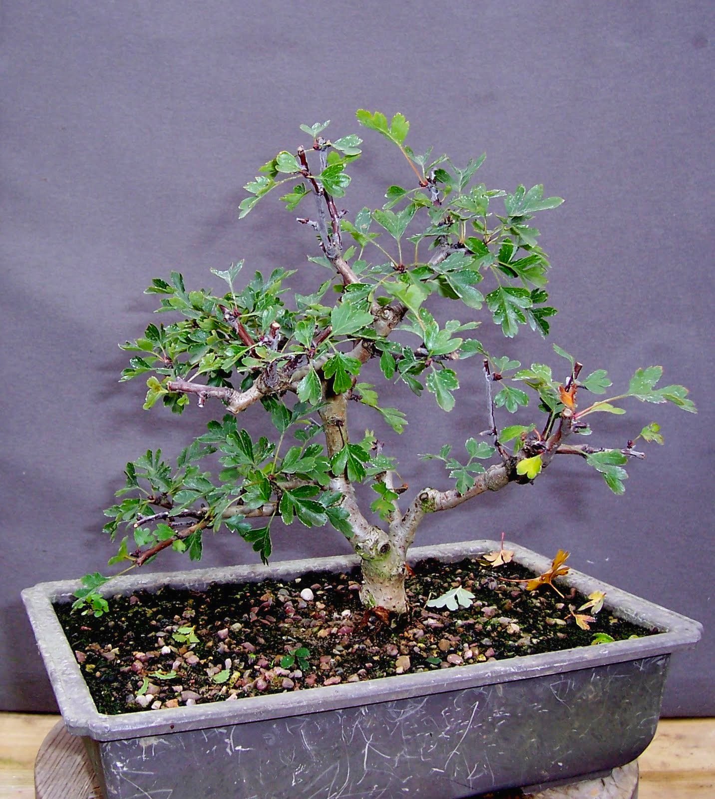 MiKo Bonsai: November 2011